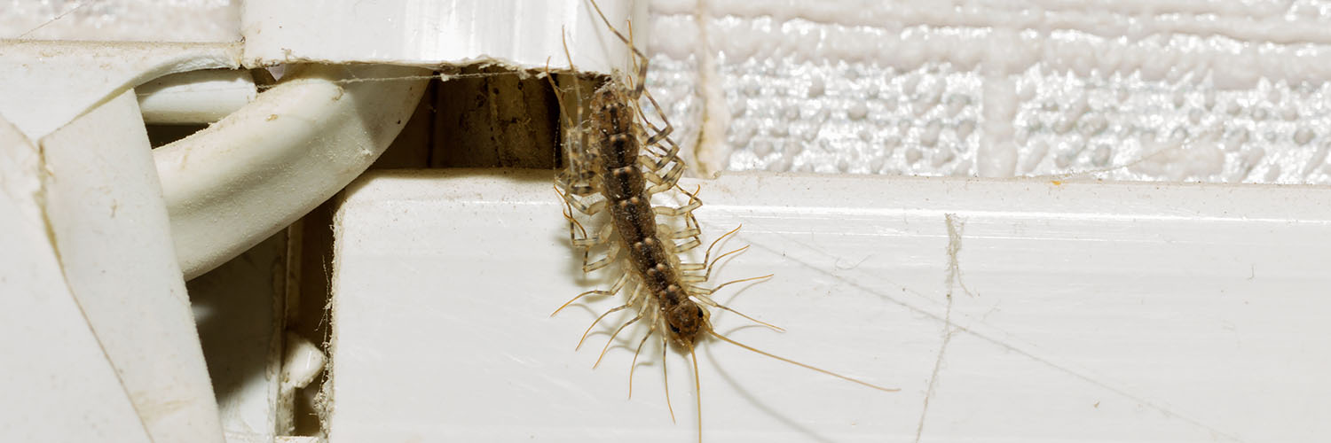 Centipede Pest Control: Centipede Removal, Millipede Pest Control