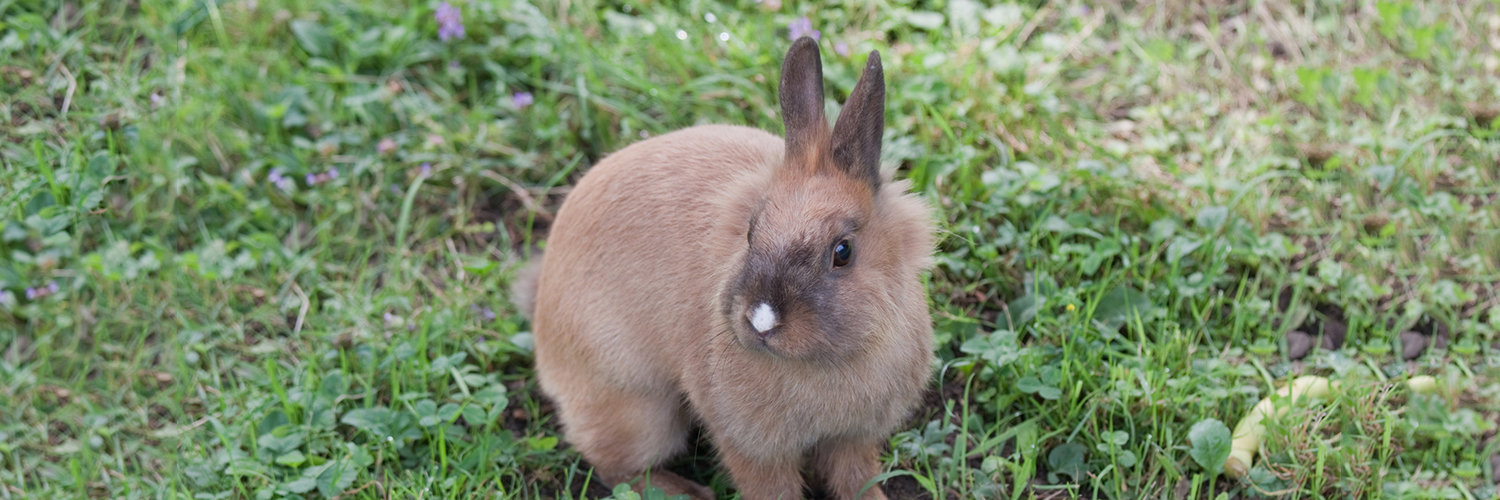 Rabbit Control: Rabbit Pest Control & Removal Service