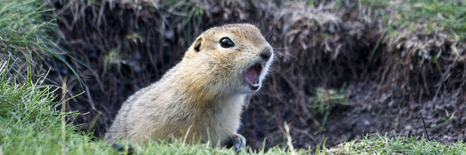 Gopher Exterminator: Gopher Control Removal Services Minnesota