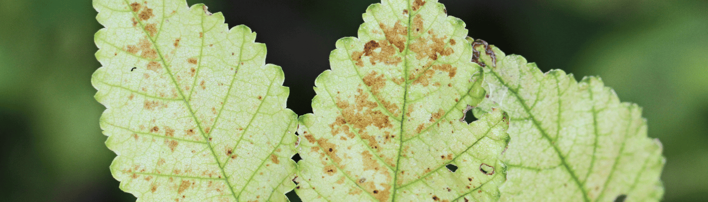 Twin Cities Fungus Control for Trees