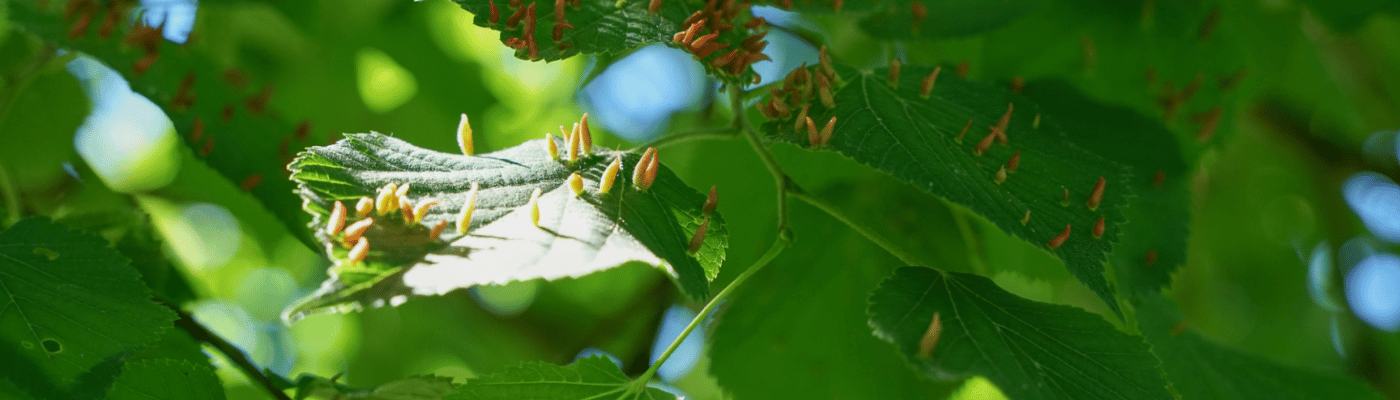 Pest Control Services: Minnesota Pest Control & Removal